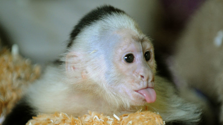 Affen: Kleine Helfer · DRadio Wissen