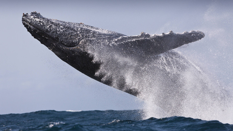 Ostsee: Buckelwal im Greifswalder Bodden · DRadio Wissen